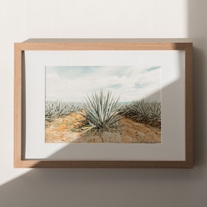 Rows of Agave Plants, Agave Farm, Mexico Cactus Plant, Tequila Agave ...