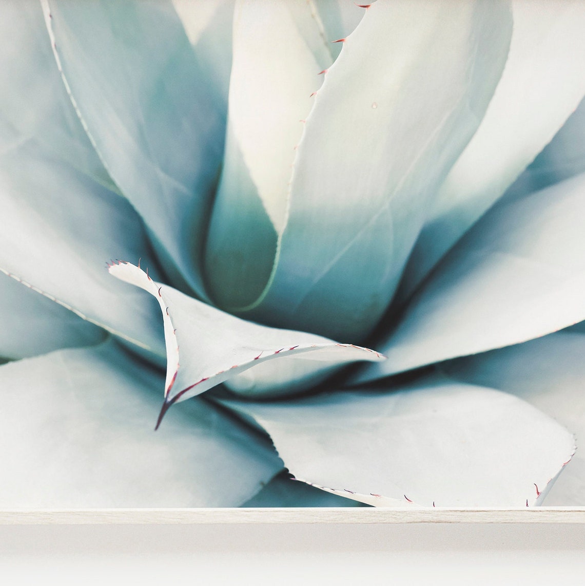 Macro Agave Photo, Blue Agave Wall Art, Tequila Plant Print, Agave ...
