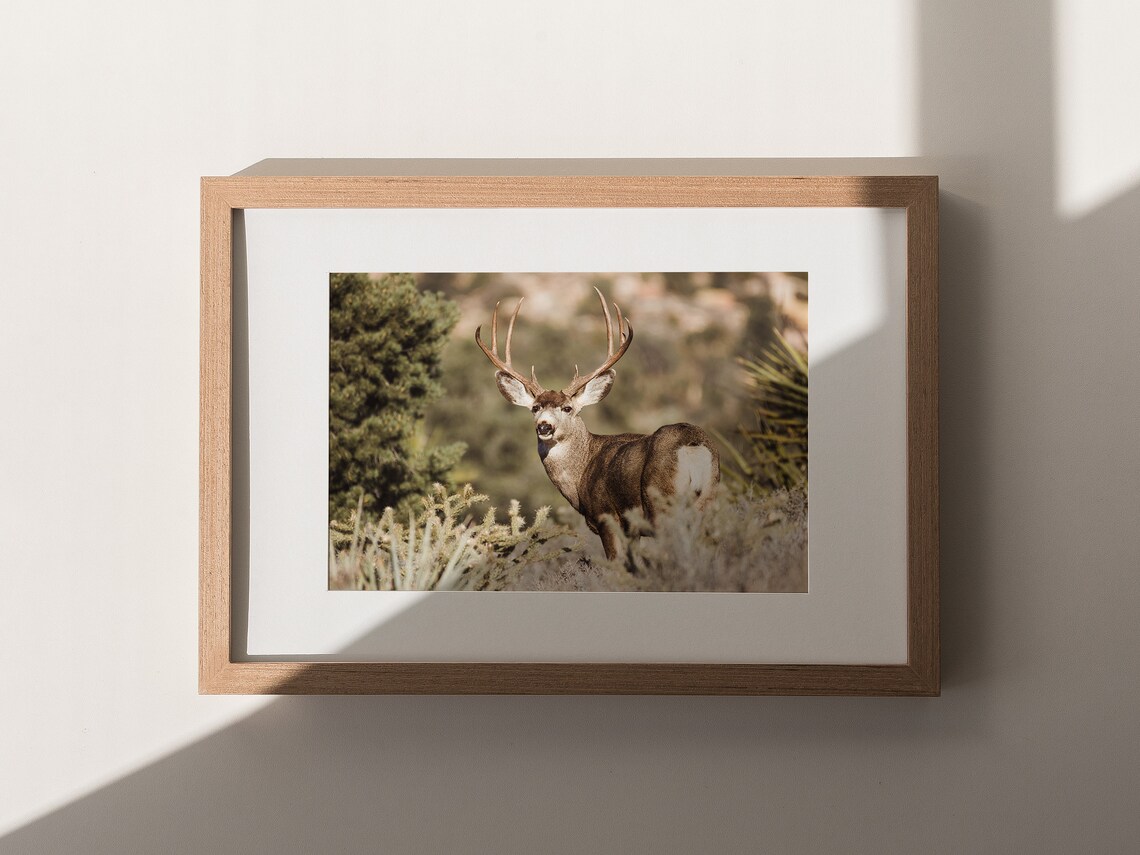 Mule Deer Wall Art, Buck Deer Photo, Rustic Home Decor, Mule Deer Print ...