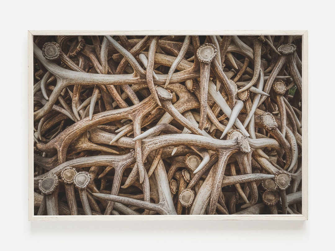 Rustic Antler Wall Art, Deer Antler Digital Print, Lodge Style Decor ...