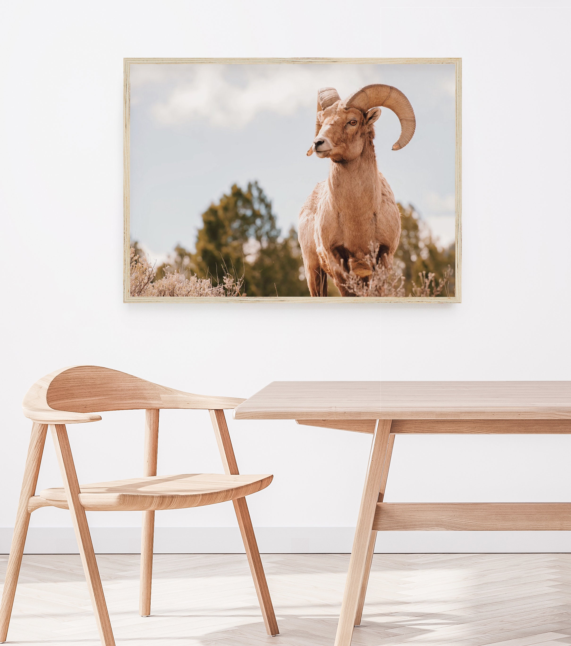 Big Horn Sheep Photo | Etsy