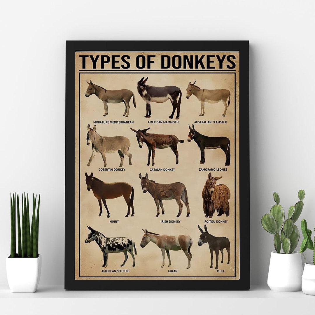 Types of Donkeys Poster Donkey Knowledge Poster Donkey - Etsy