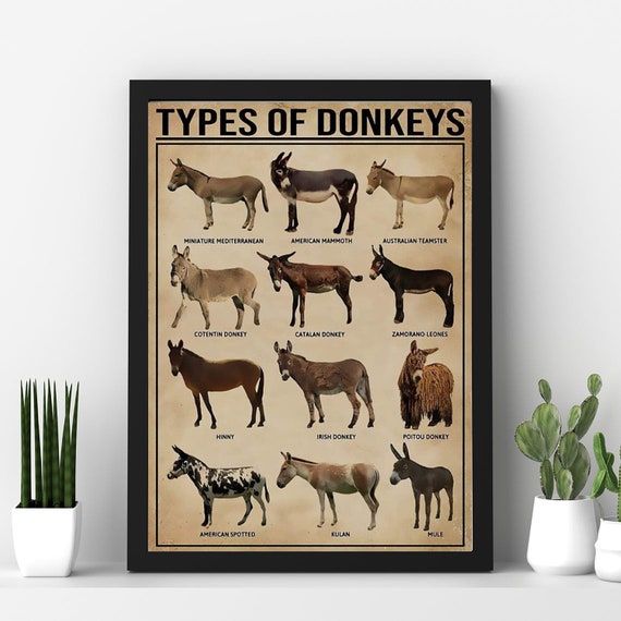 Types of Donkeys Poster Donkey Knowledge Poster Donkey | Etsy