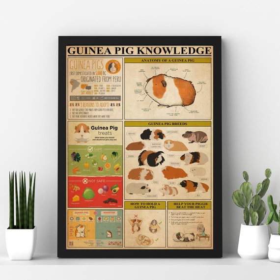 Guinea Pig Knowledge Poster Guinea Pig Poster Guinea Pig - Etsy