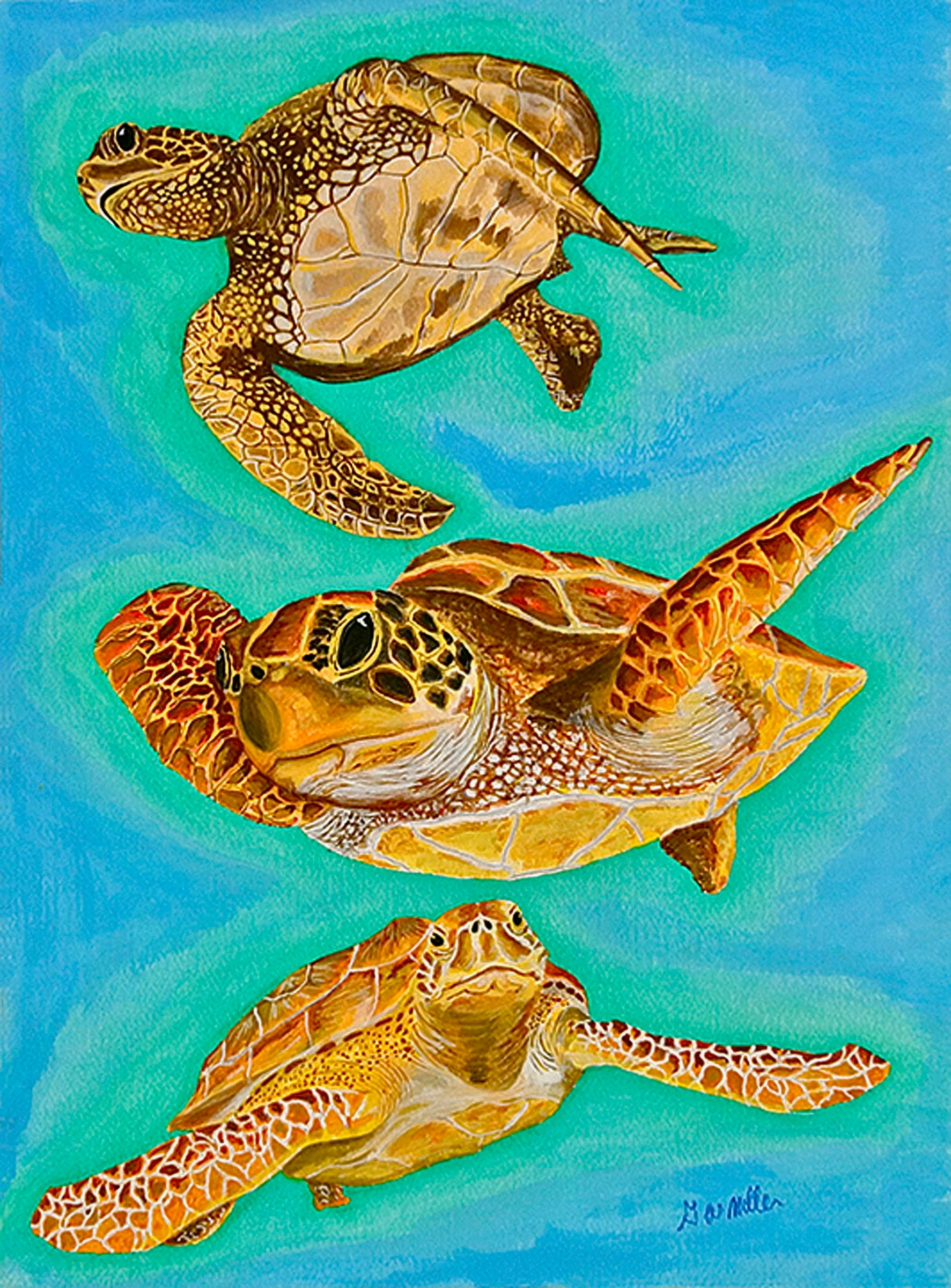 Turtle Trio - Etsy
