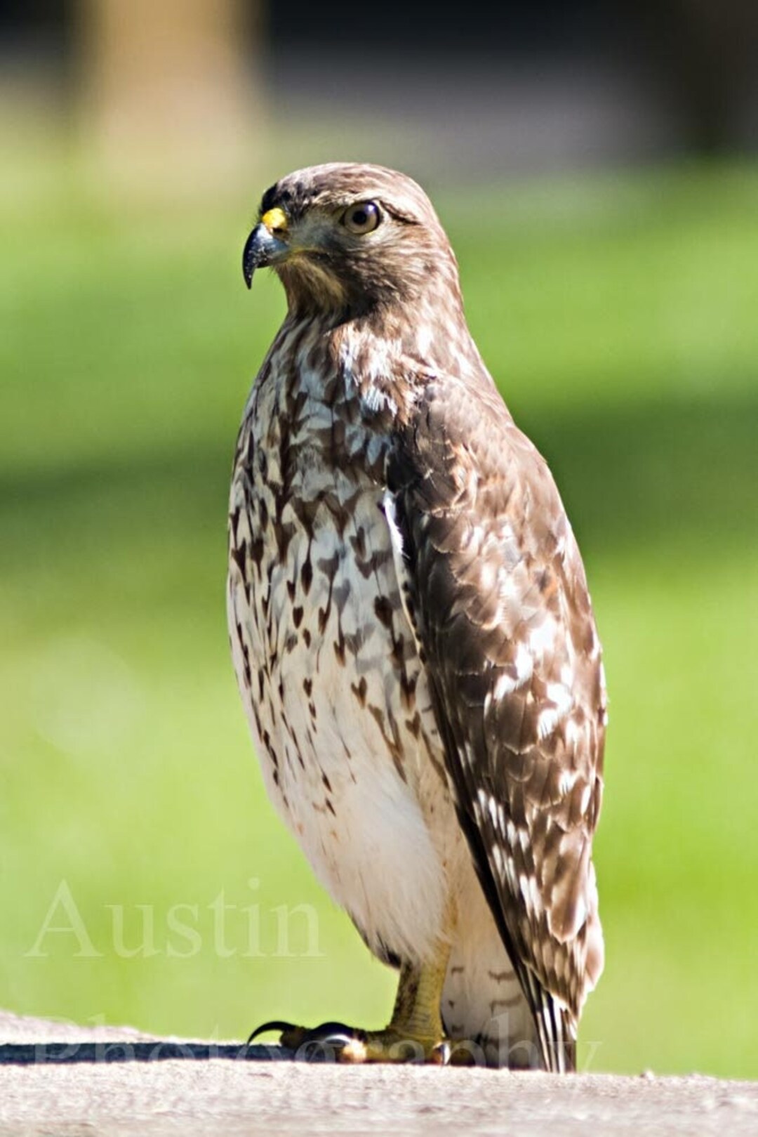 Red Tailed Hawk - Open Edition - Etsy