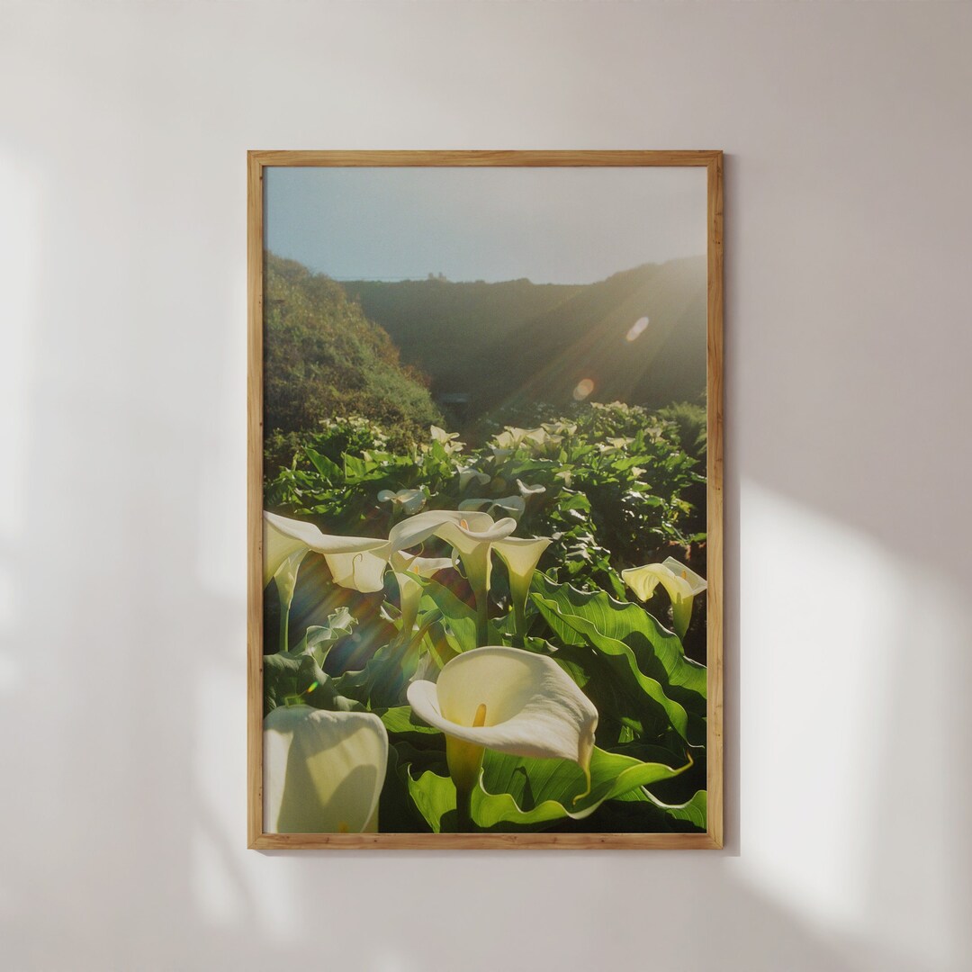 Calla Lilies Fine Art Framed Photography Print, Nature Lovers Home ...