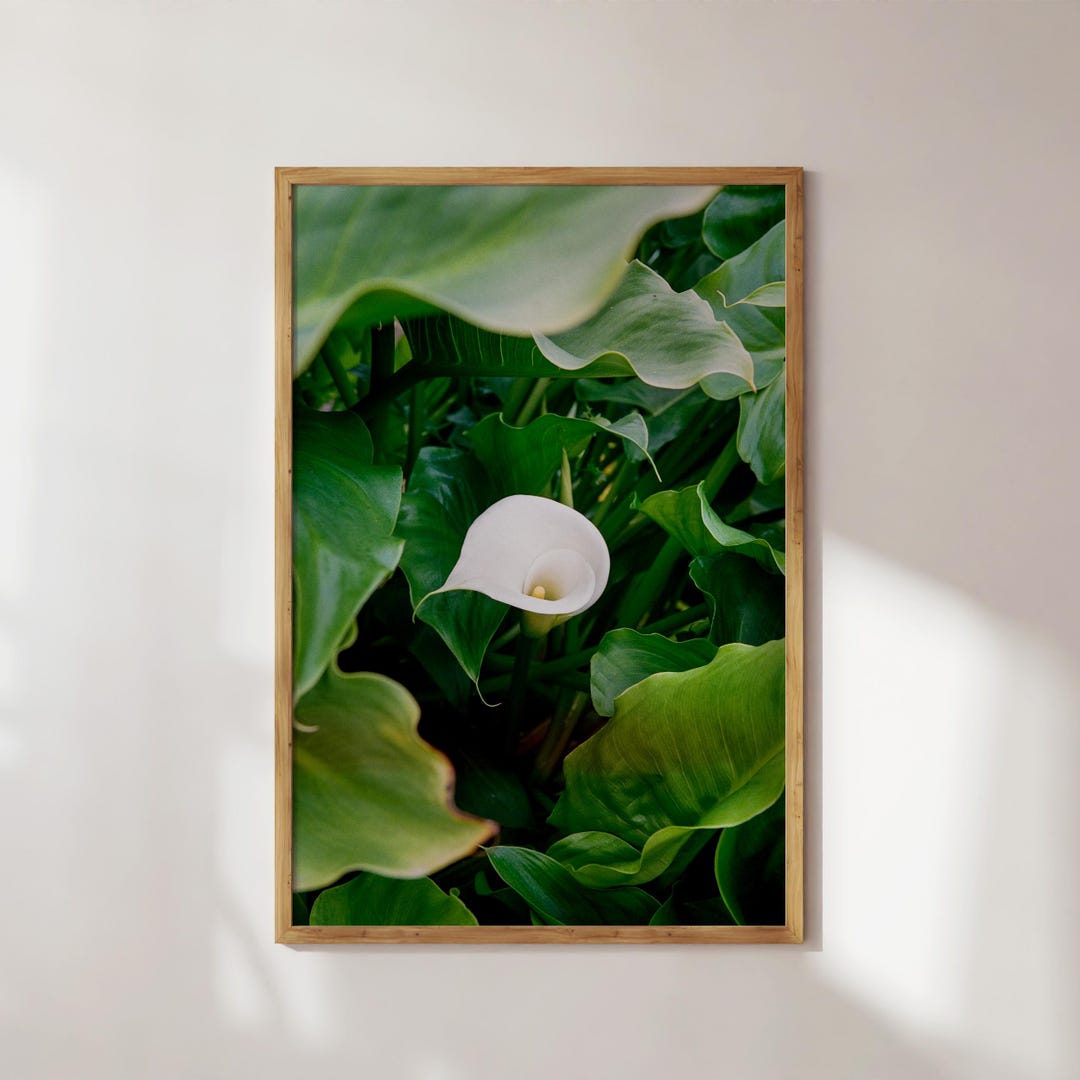 Calla Lily Fine Art Photography Print, Nature Lovers Home Decor ...