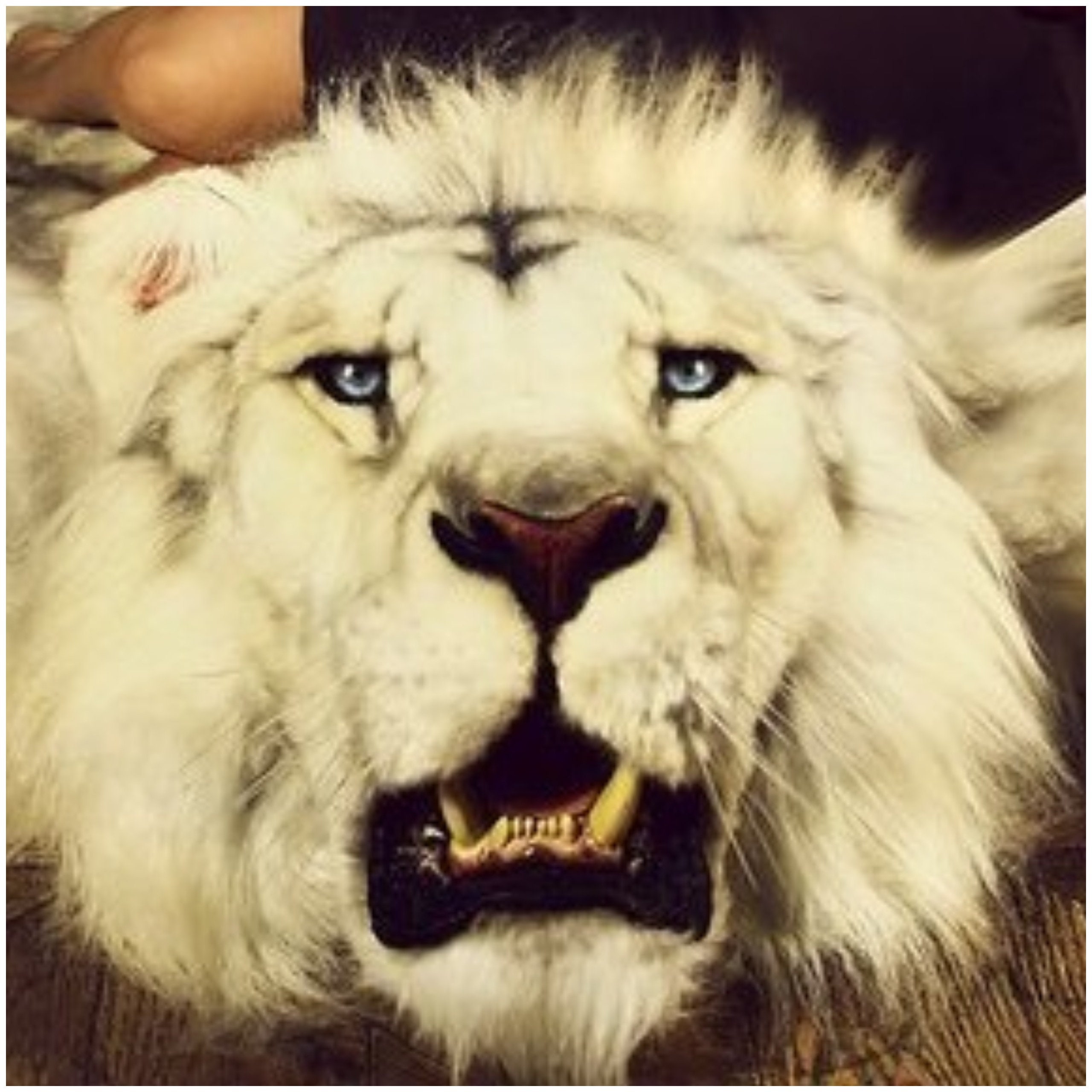 Lion skin rug Faux Fur Like a real one Chic Fur Rug | Etsy