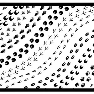 30 Procreate Footprints Brushes, Procreate Animals Footprint, Raccoon ...