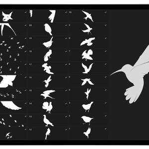 35 Procreate Birds Brushes, Procreate Wild Birds Stamp Brushes ...