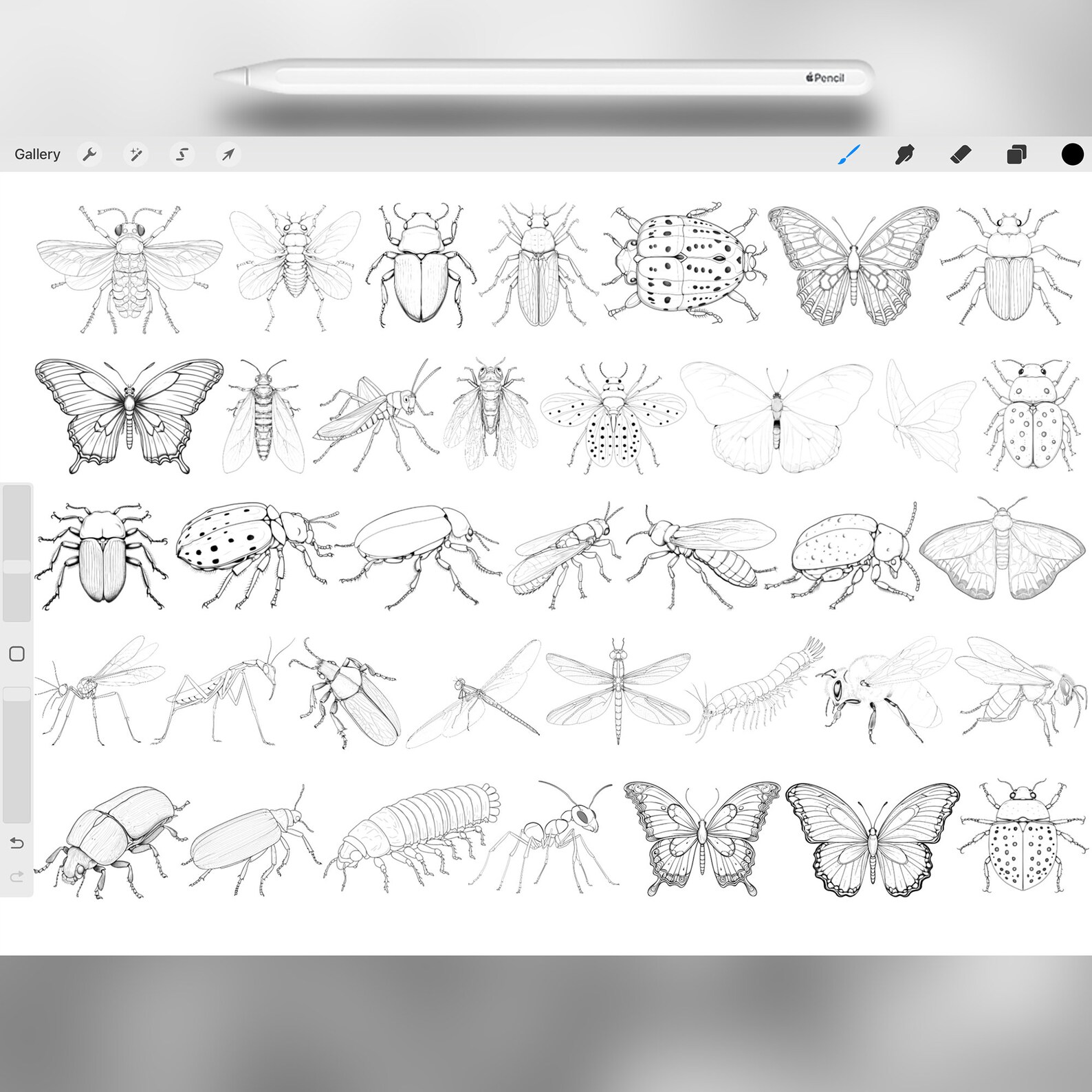 110 Procreate Beetles Stamp Brushes | Photoshop Bugs Stamp Brushes ...