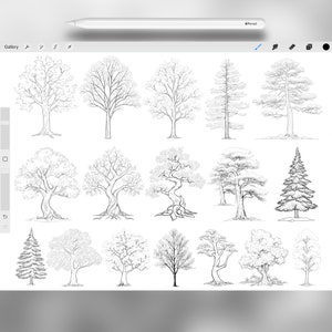 150 Procreate Tree Stamps | Realistic Tree Brushes for Procreate ...