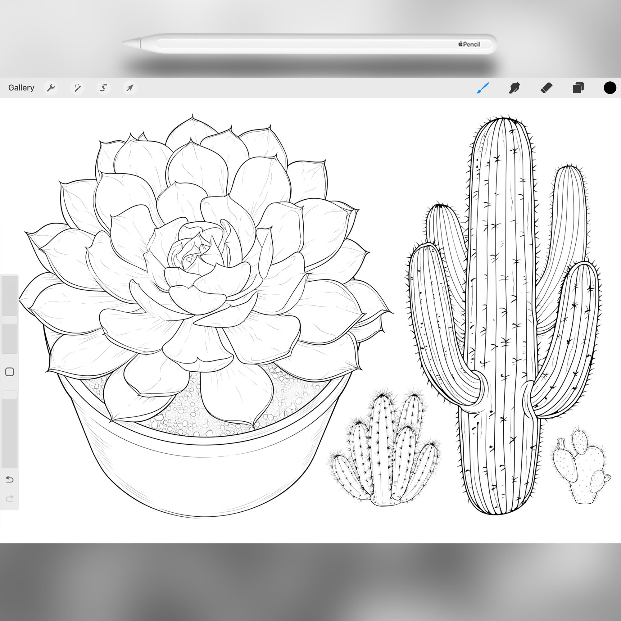 150 Procreate Cactus Stamp Brushes | Photoshop Succulents Brush | Clip ...