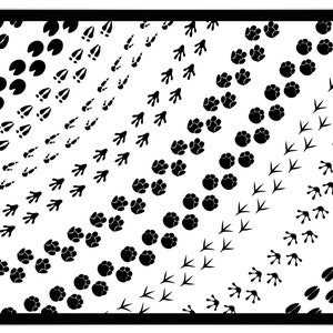 30 Procreate Footprints Brushes, Procreate Animals Footprint, Raccoon ...