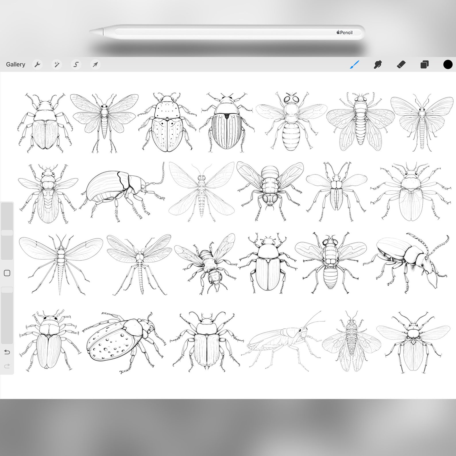 110 Procreate Beetles Stamp Brushes | Photoshop Bugs Stamp Brushes ...