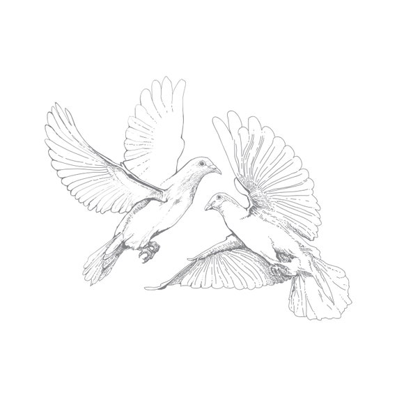 Two Flying Doves Drawing