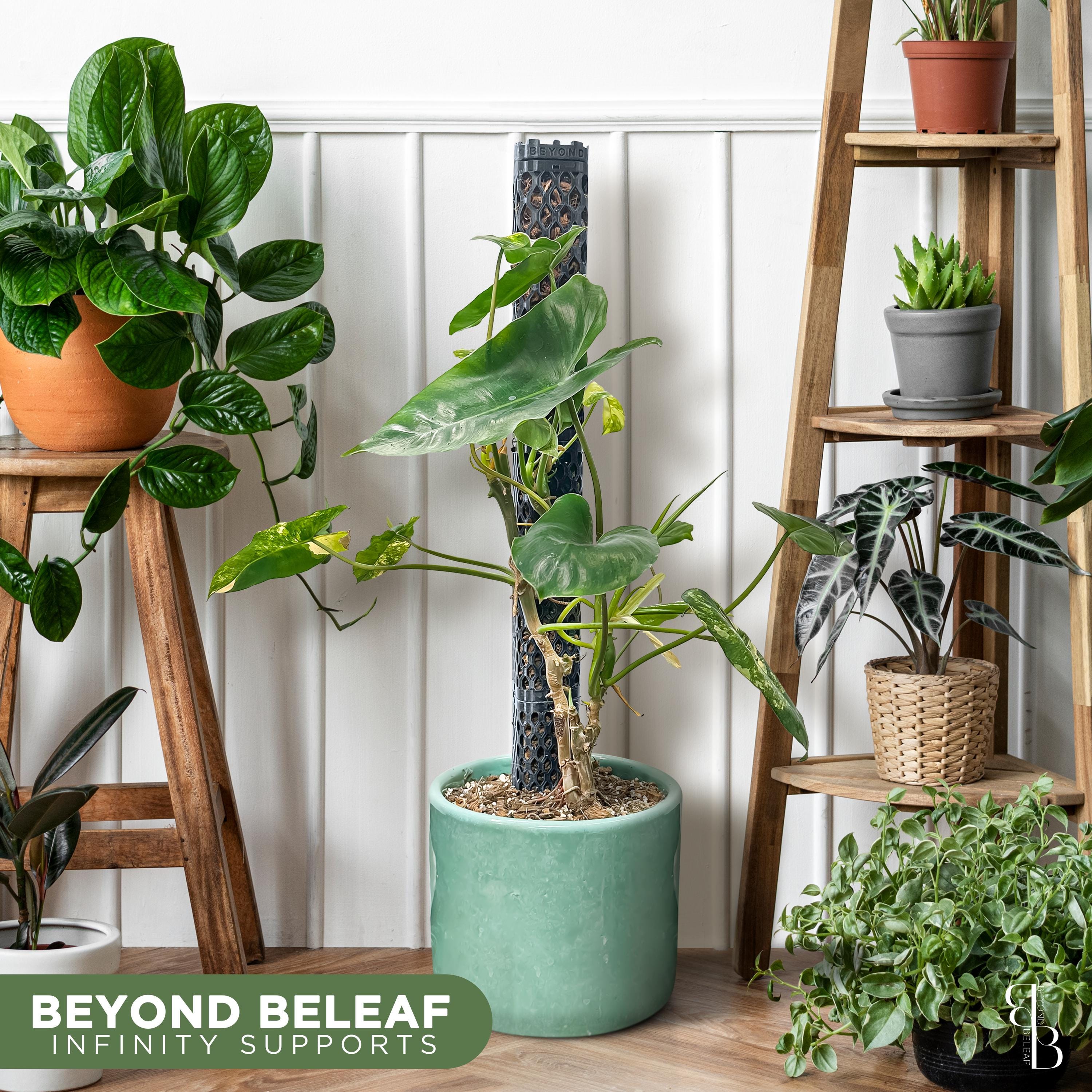 Square Plant Support Kit: Extendable Self-watering for Monstera ...