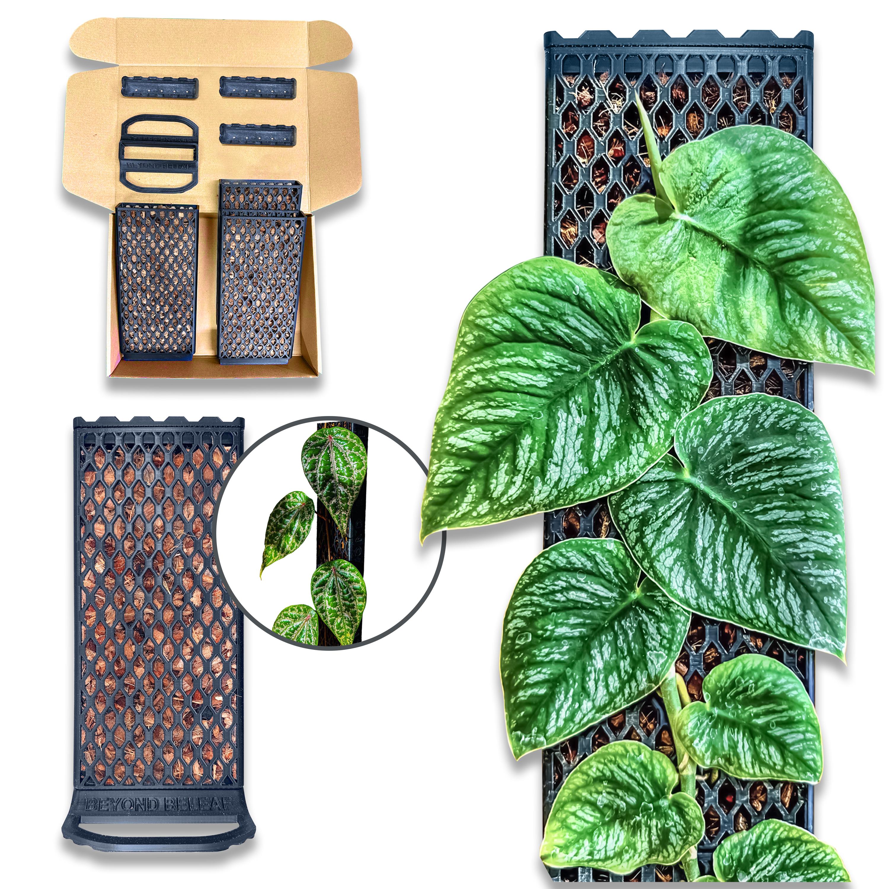 Monstera Dubia Shingling Plant Support Board: Climbing Plant ...