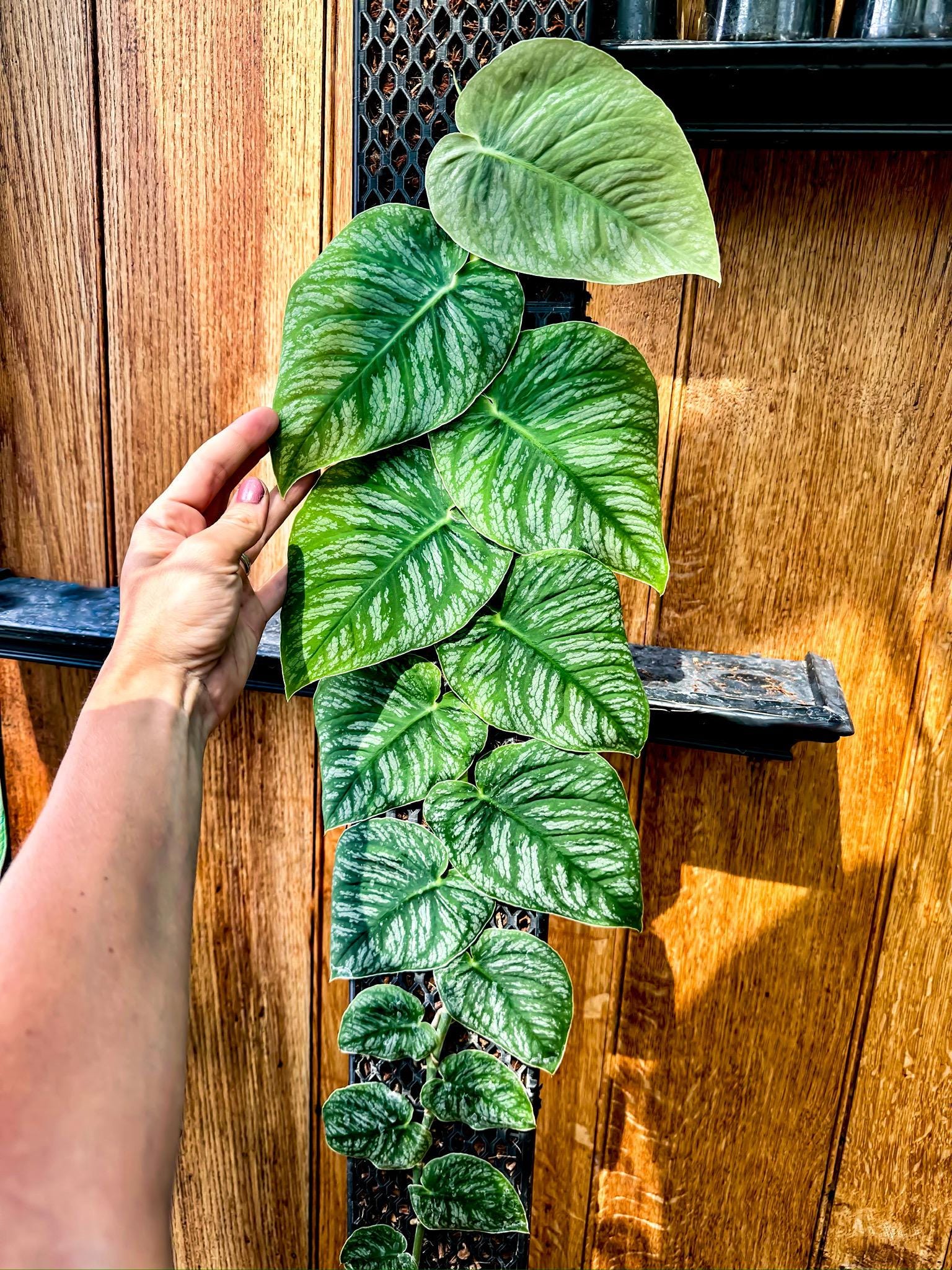 Monstera Dubia Shingling Plant Support Board: Climbing Plant ...
