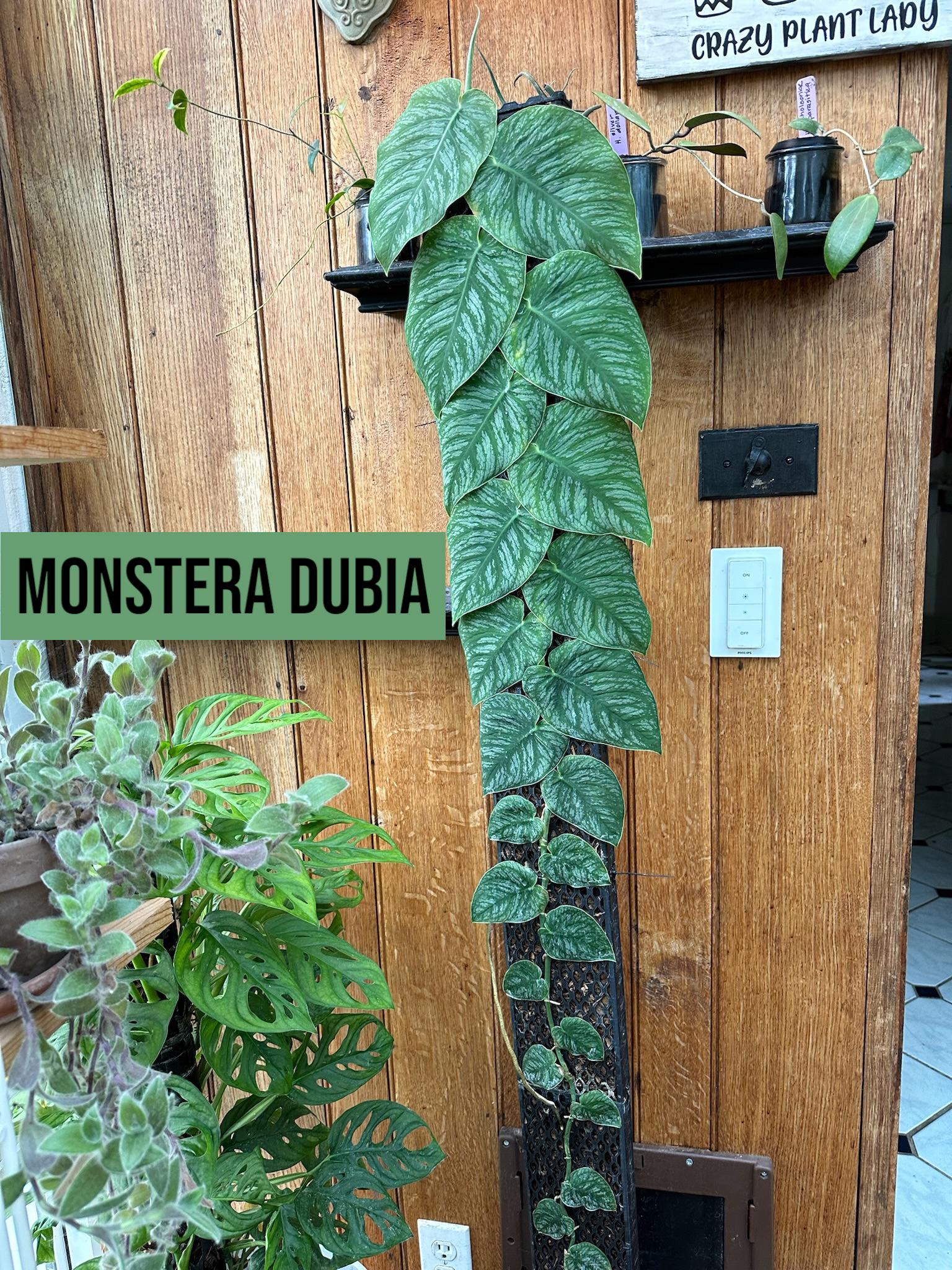 Monstera Dubia Shingling Plant Support Board: Climbing Plant ...