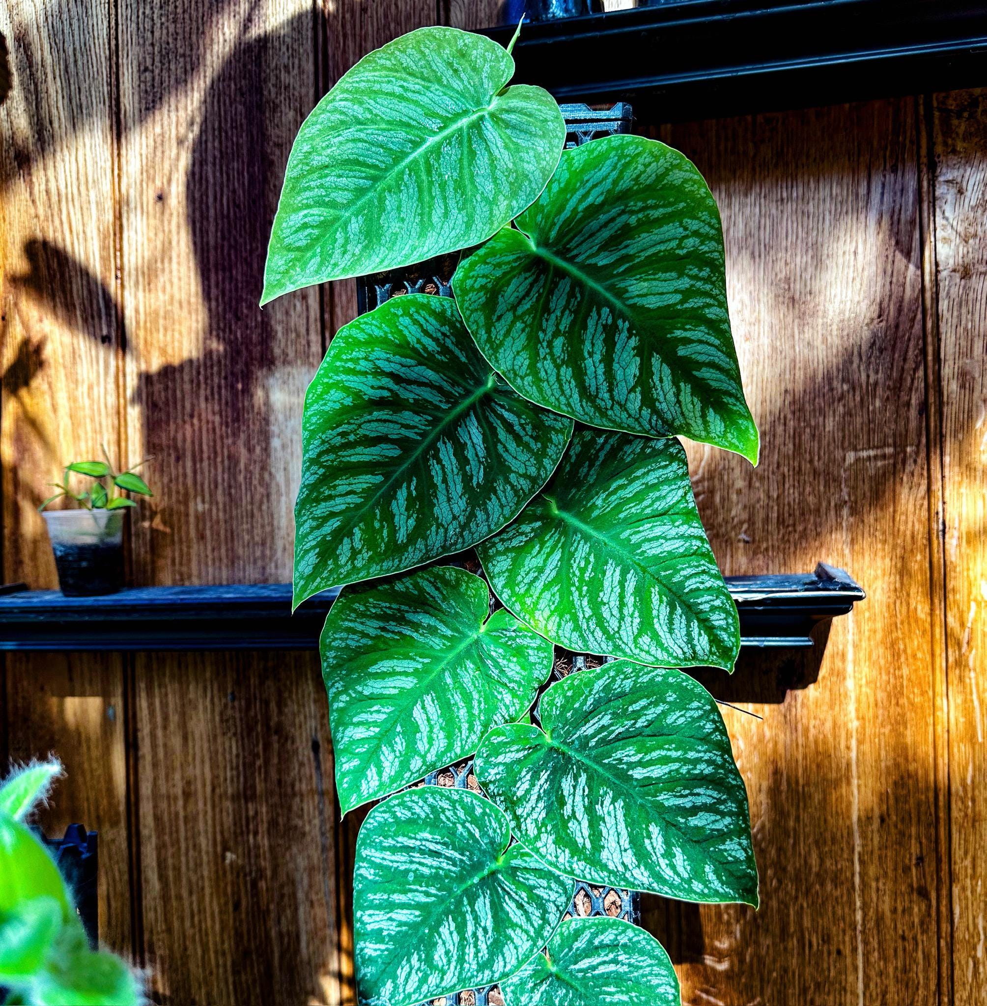 Monstera Dubia Shingling Plant Support Board: Climbing Plant ...