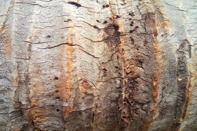 Rare Amazing Rough Wooden Texture of Coconut Trunk Surface for Your ...