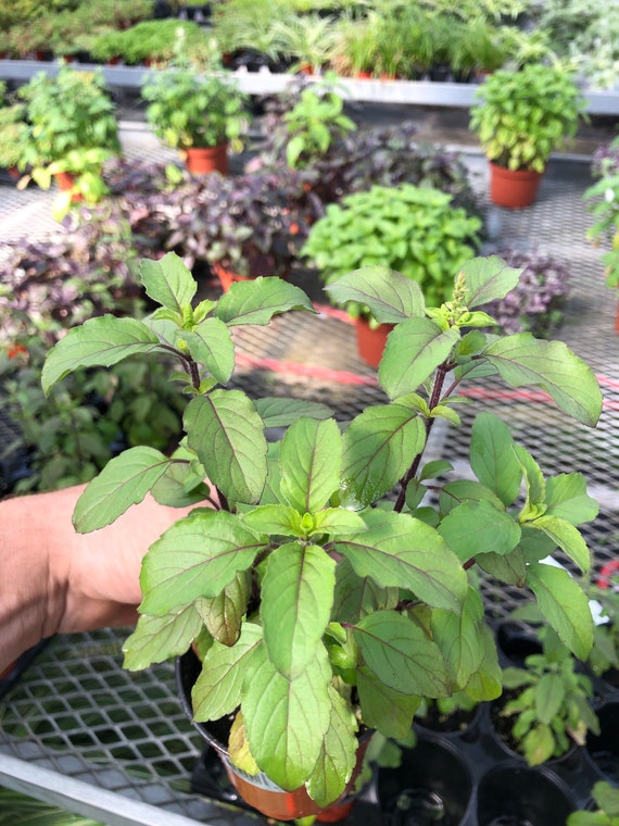 Krishna Holy Basil
