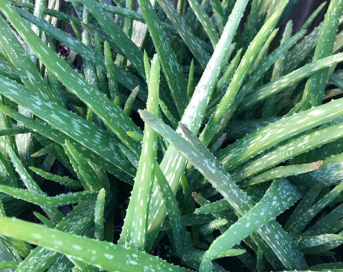 Aloe Plant - Large Live Aloe - Etsy