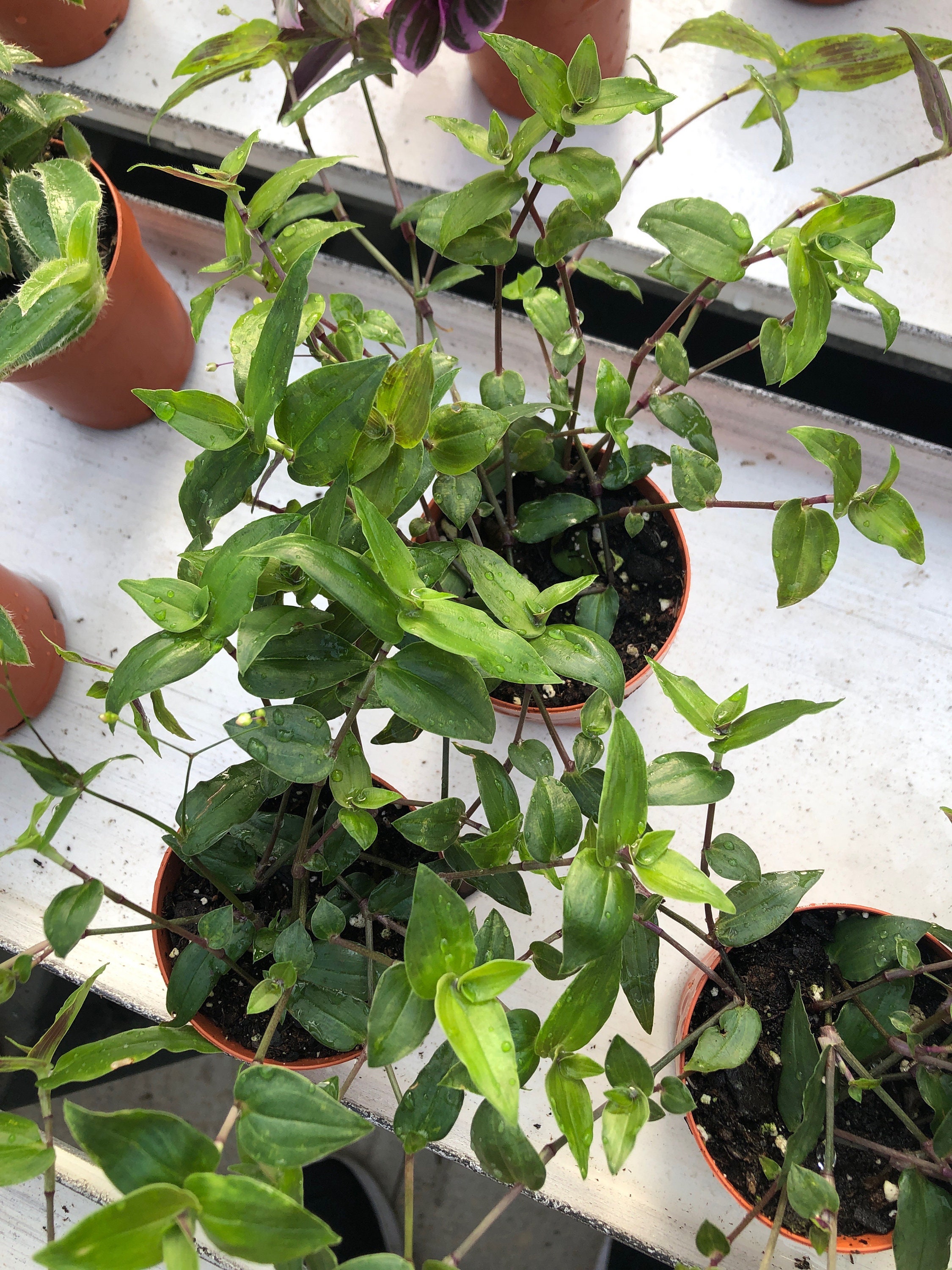 Tradescantia Bridal Vail ~ Tiny White Flowers ~ Easy Houseplant ~ Rare ...