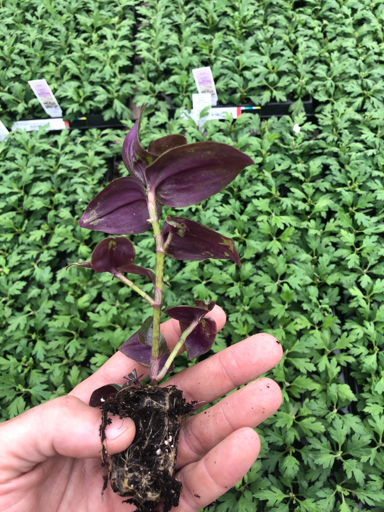 Mini Tradescantia Zebrina Live Plant Wandering Jew 3 Pack - Etsy