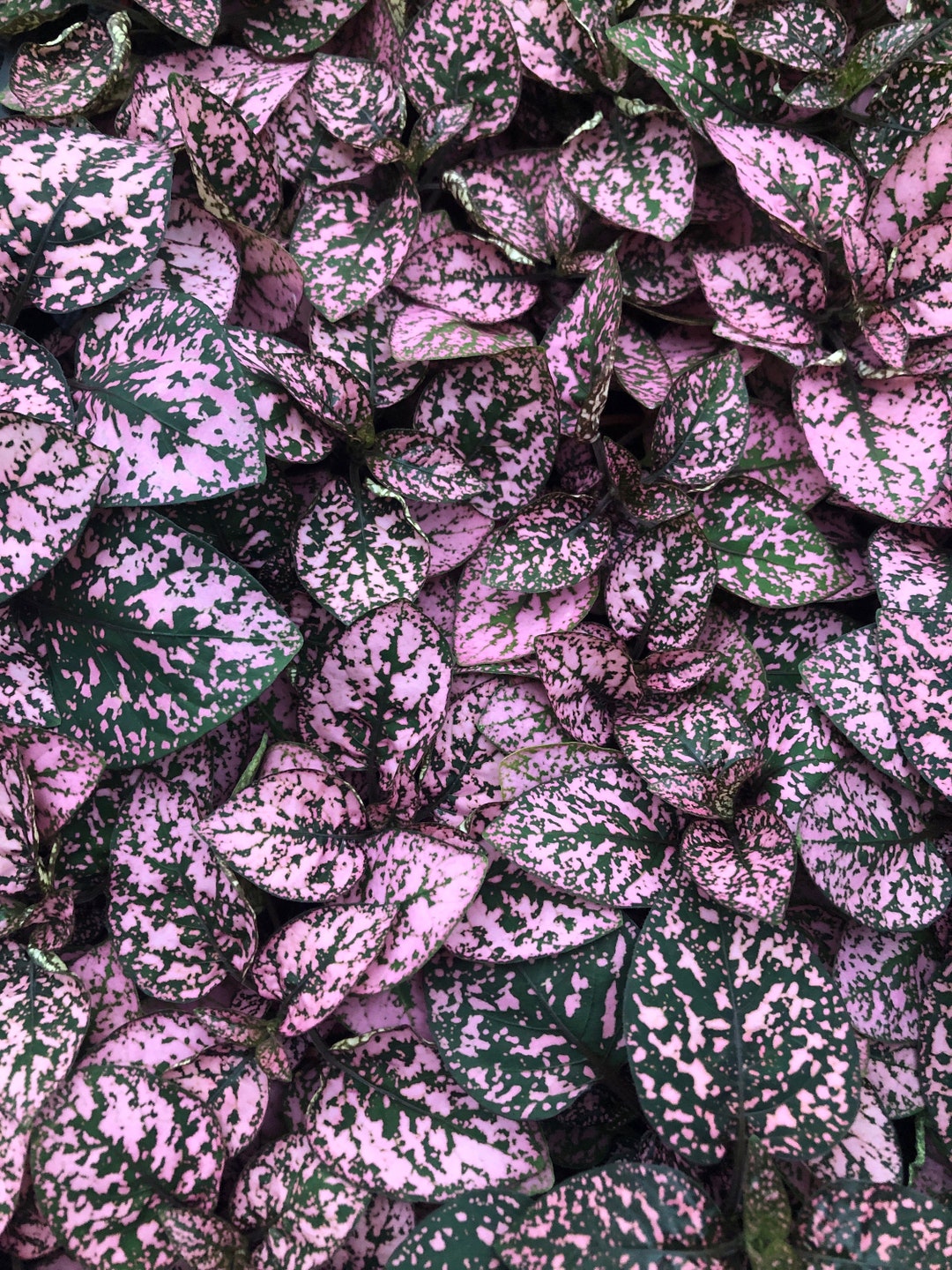 Polka Dot Plant Live Polka Dot Plant Pink Polka Dot Plant Etsy polka-dot-plant-live-polka-dot-plant-pink-polka-dot-plant-etsy