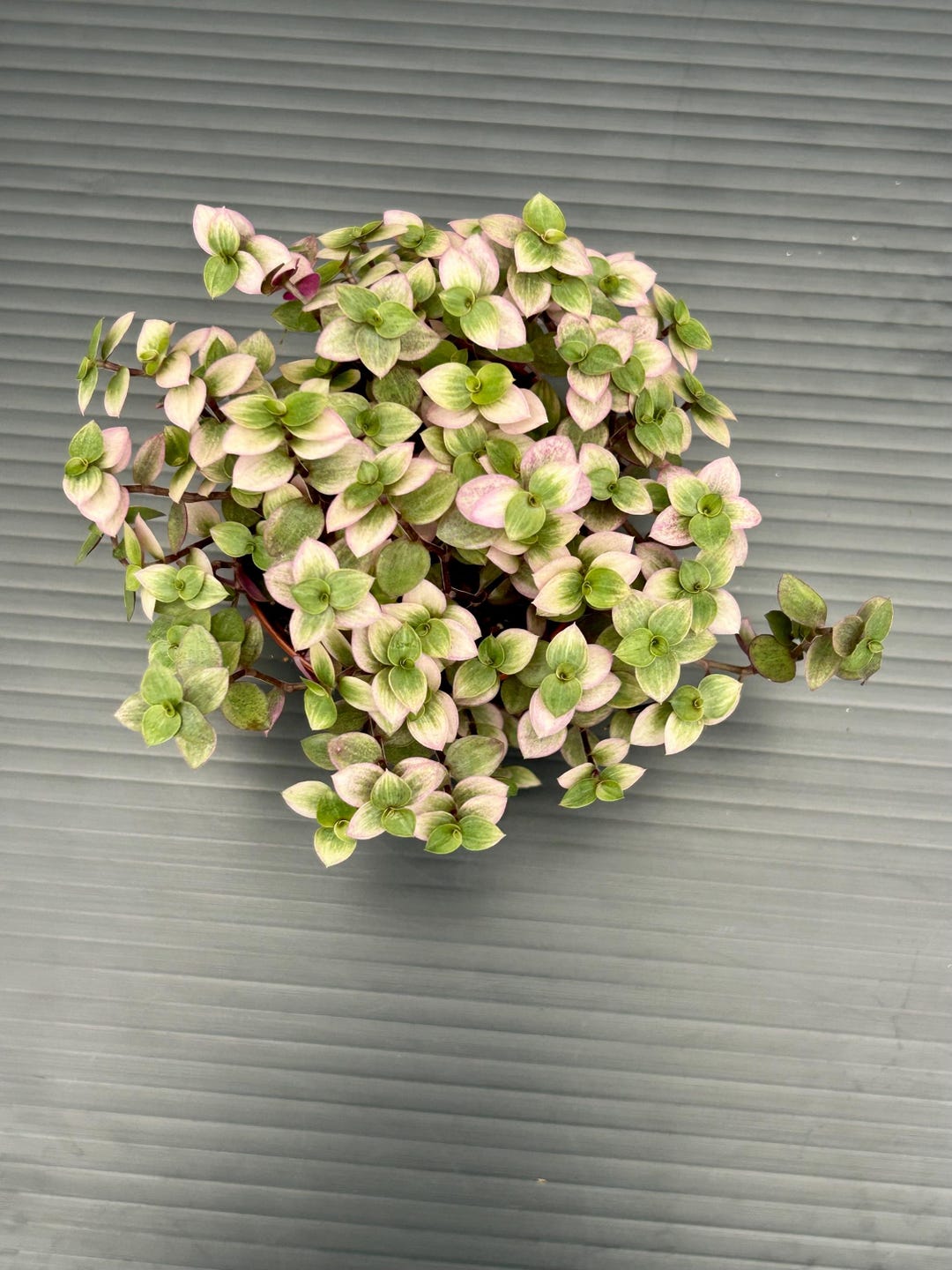 Live Pink Plant - Callisia Repens Kribo - Vibrant Pink and Green ...