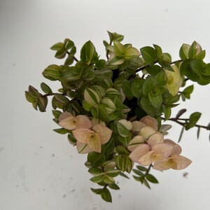 Callisia Repens Collectors Pack ~ 3 Varieties Var Bolivian Gold, Pink ...