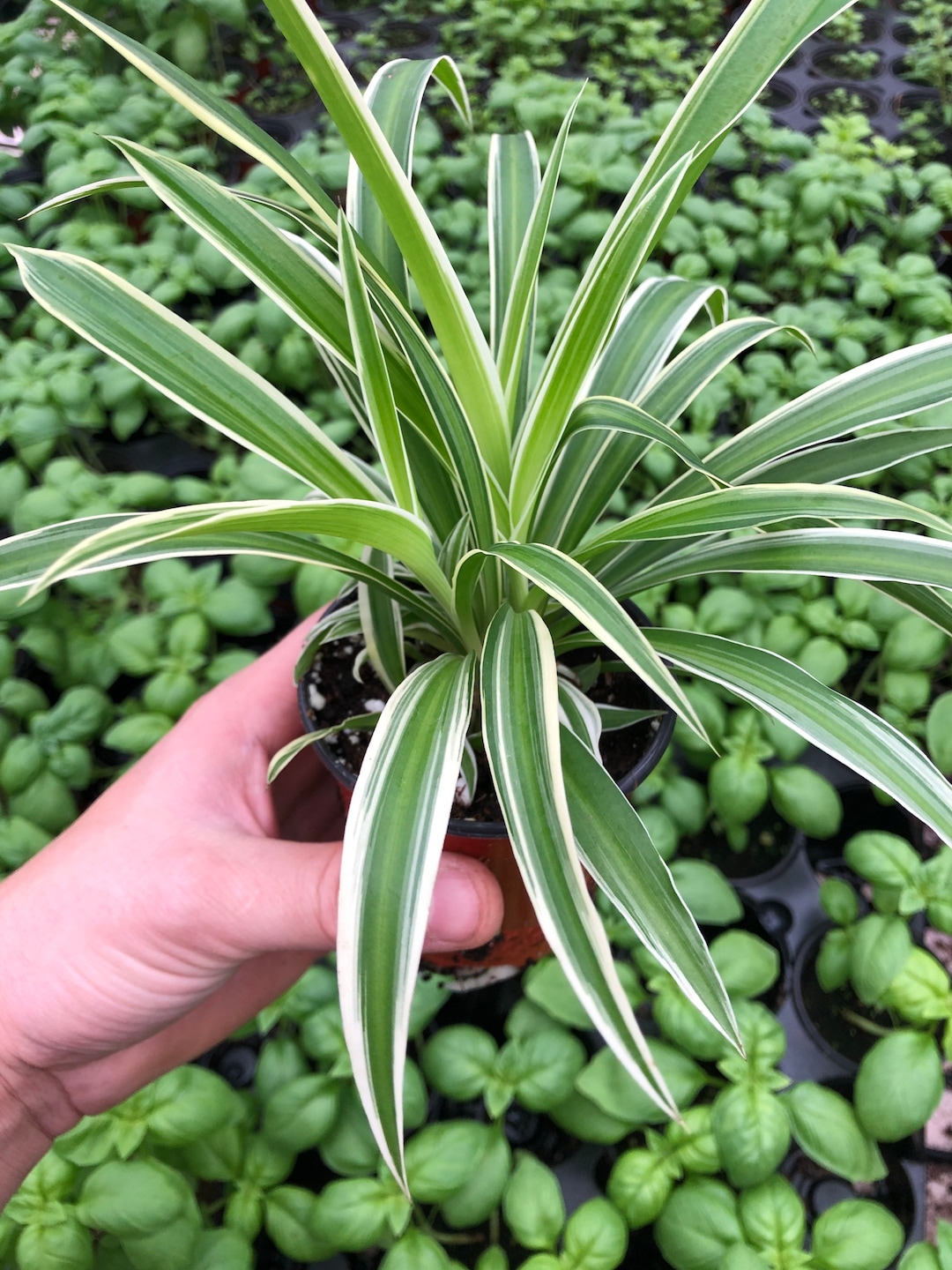 Live Spider Plant - Variegated Ocean Spider - Air Purifying Houseplant ...