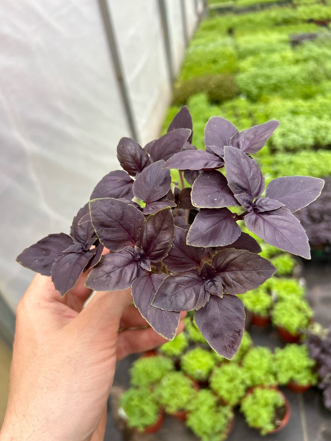 Purple Basil Live Plant ~ Red Rubin ~ Ready for Planting in Home Garden ...