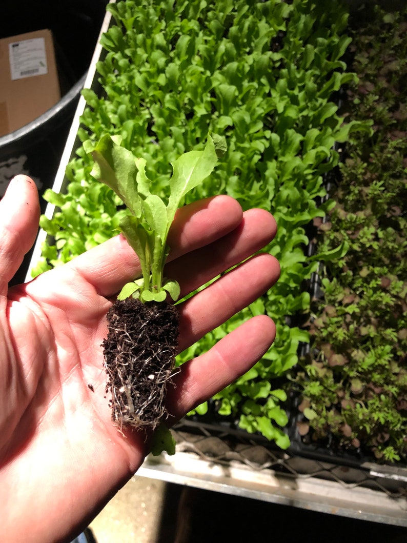 10 Live Frisée Lettuce Starts. Ready to Plant - Etsy