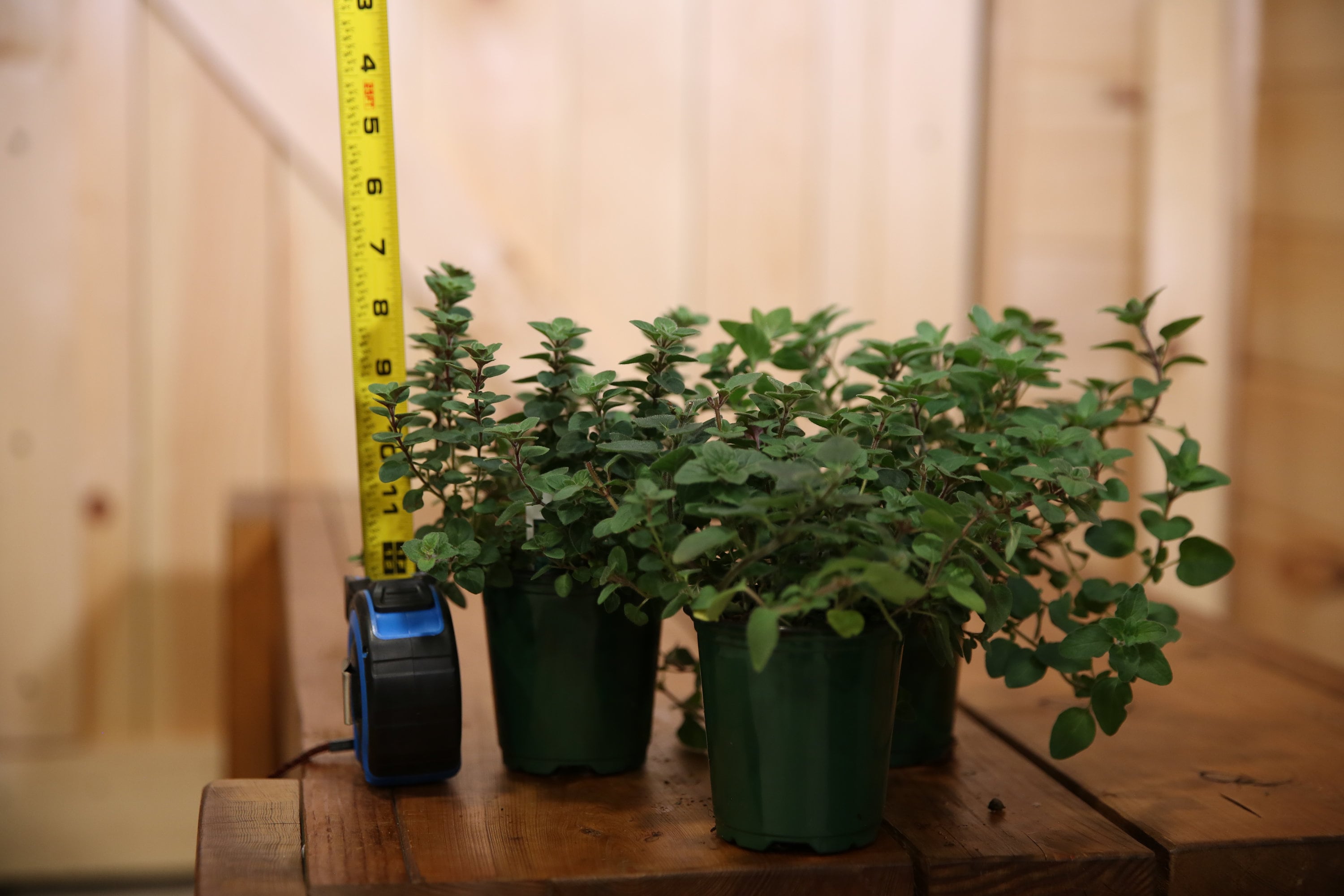 OREGANO Live Plant 4 Inch Pot. Fresh and Healthy. Very Aromatic!! - Etsy
