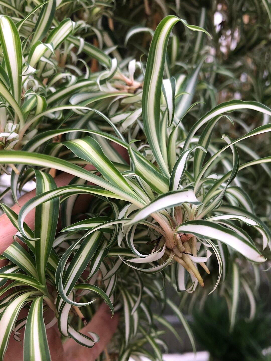 10 Spider Plant Babies ~ Bare Root ~ Reverse Variegated Spider - Etsy