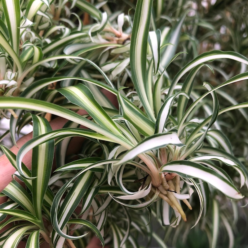 Spider Plant in Planter - Etsy