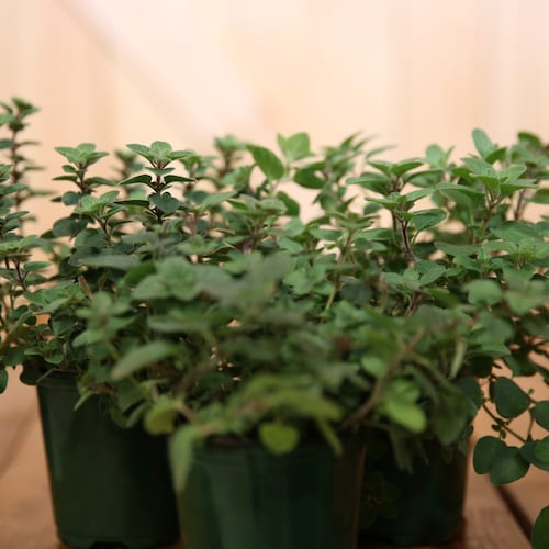 OREGANO Live Plant 4 Inch Pot. Fresh and Healthy. Very - Etsy