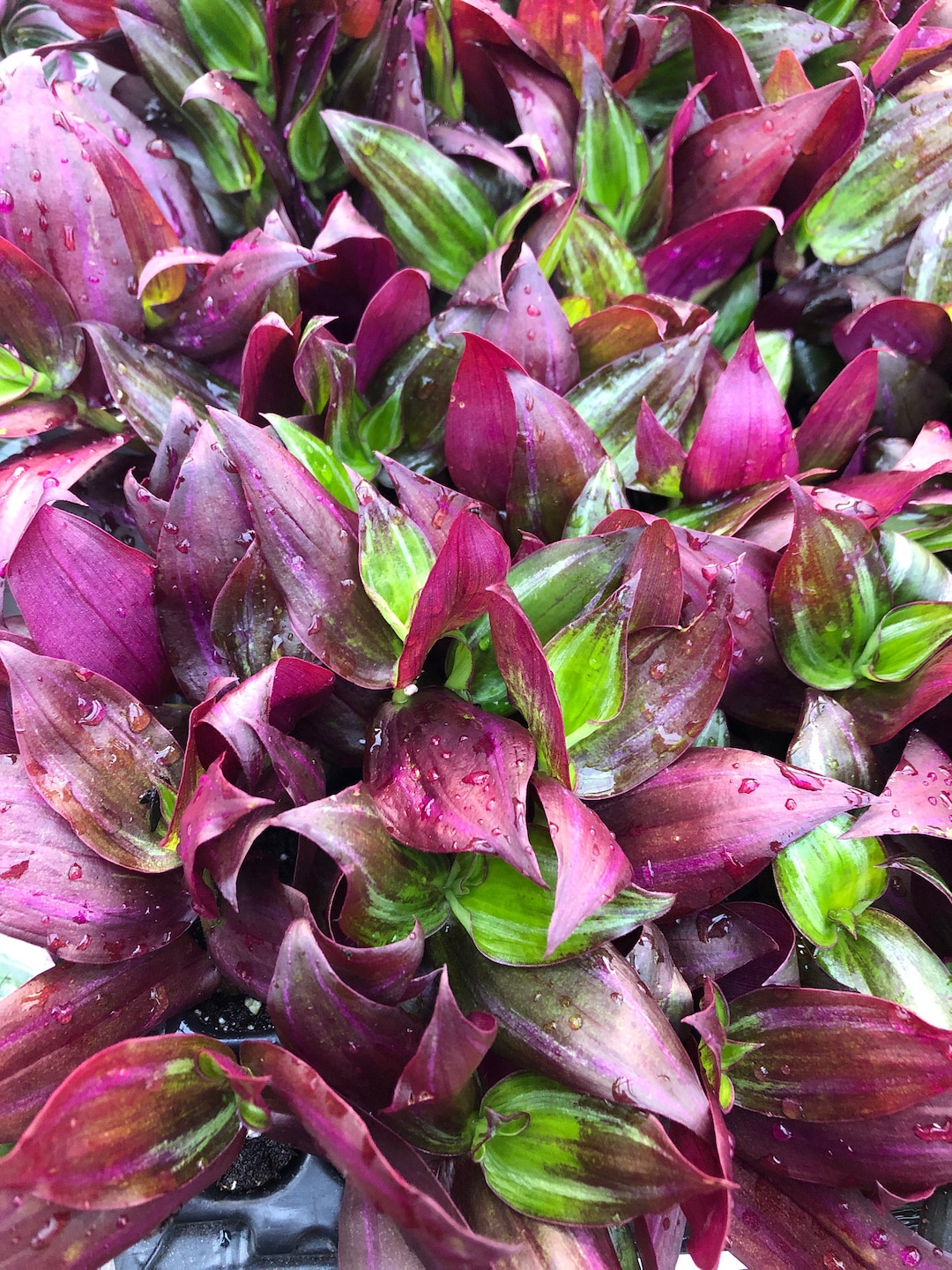 Tradescantia Zebrina Red Gem Plant – Rare Wandering Jew Starter Plant ...