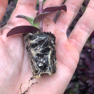 Tradescantia Wandering Jew Pale Puma Fully Rooted Starter Plants Rare ...