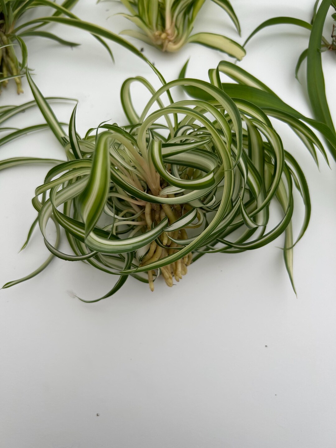 10 Spider Plant Babies ~ Bare Root ~ Reverse Variegated Spider - Etsy