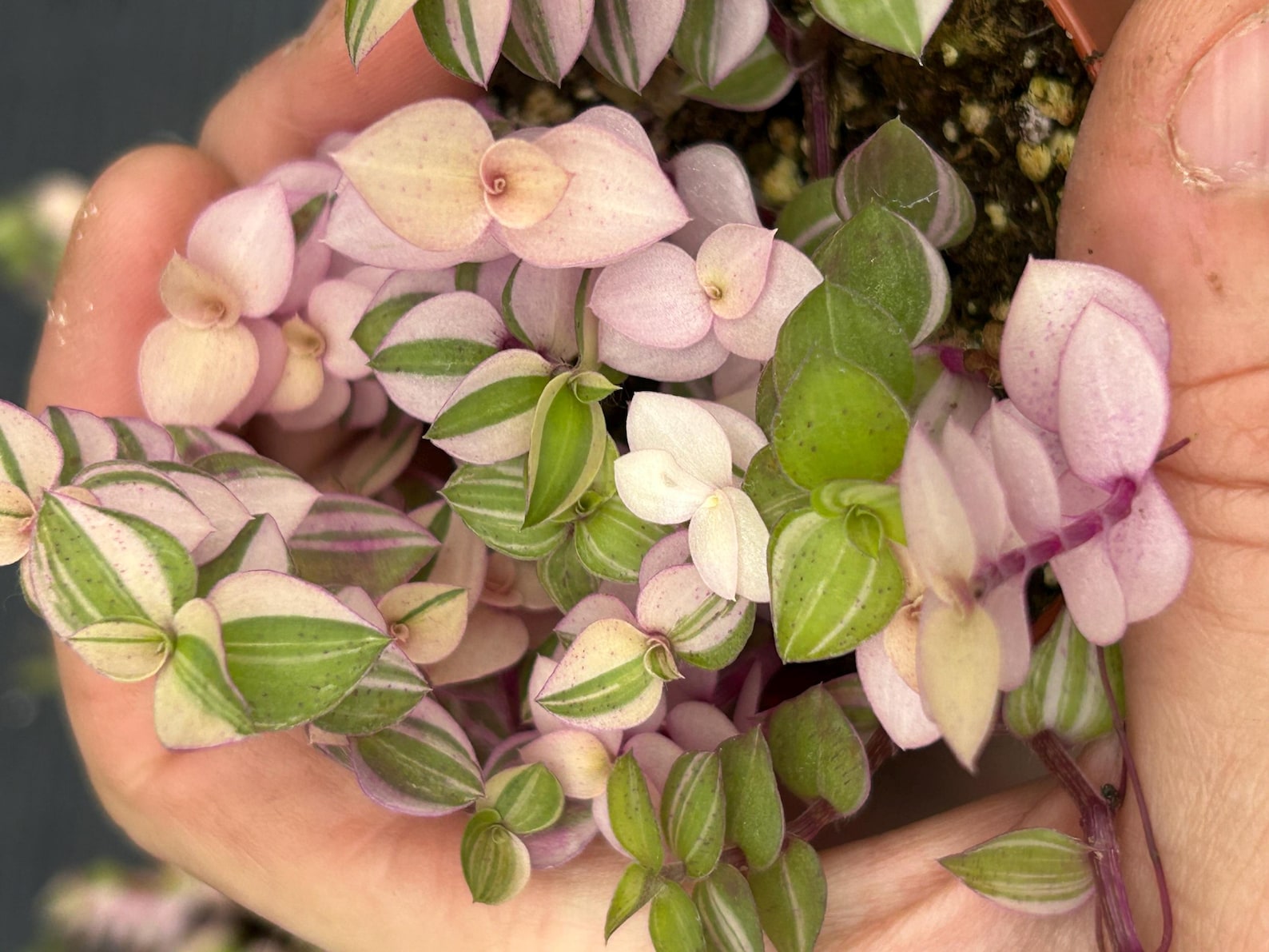 Callisia Repens Bianca - Live Houseplant - 2.5" Pot | Vibrant and Easy ...