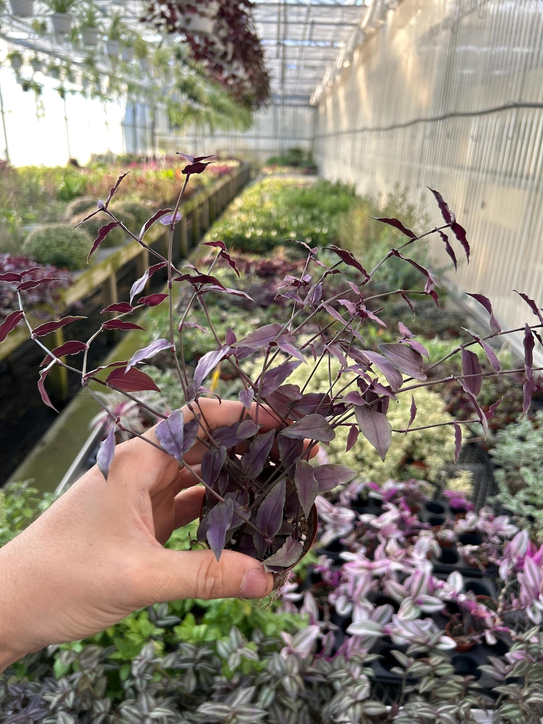 Purple Bridal Vail Live Plant~ Tradescantia ~ Easy Houseplant ...