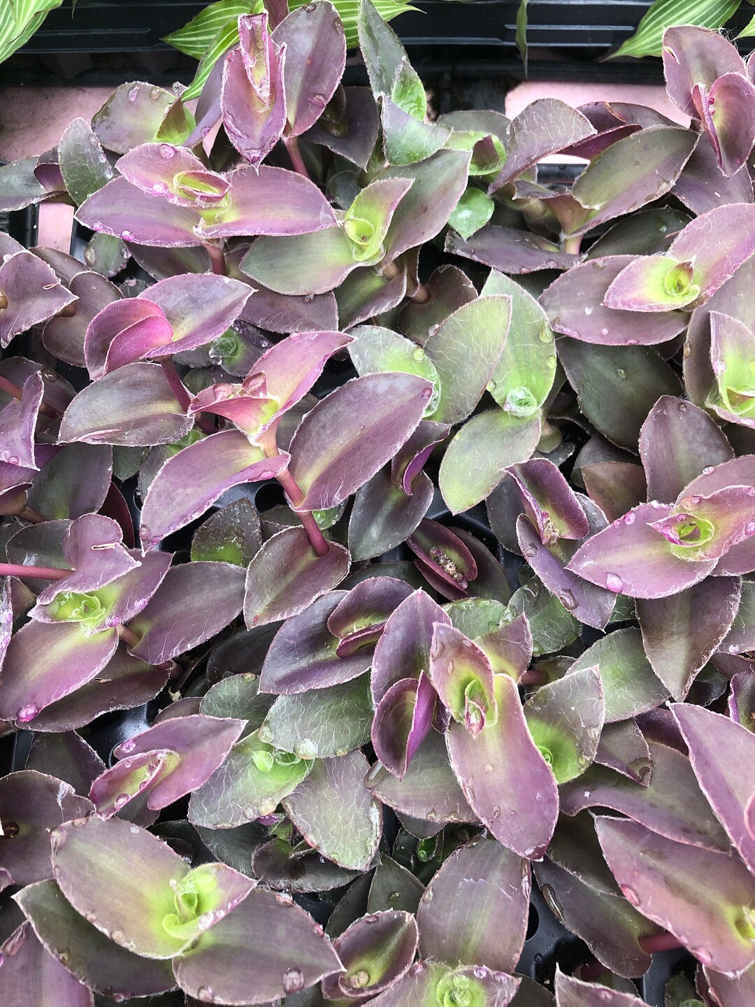 Tradescantia ~ Wandering Jew ~ Pale Puma - Fully Rooted Starter Plants ...