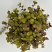 Callisia Repens Collectors Pack ~ 3 Varieties Var Bolivian Gold, Pink ...