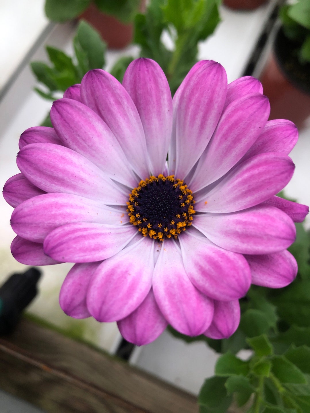 Sunscape Daisy Live Plant 4 Pot Brighten Your Garden With Cheerful ...