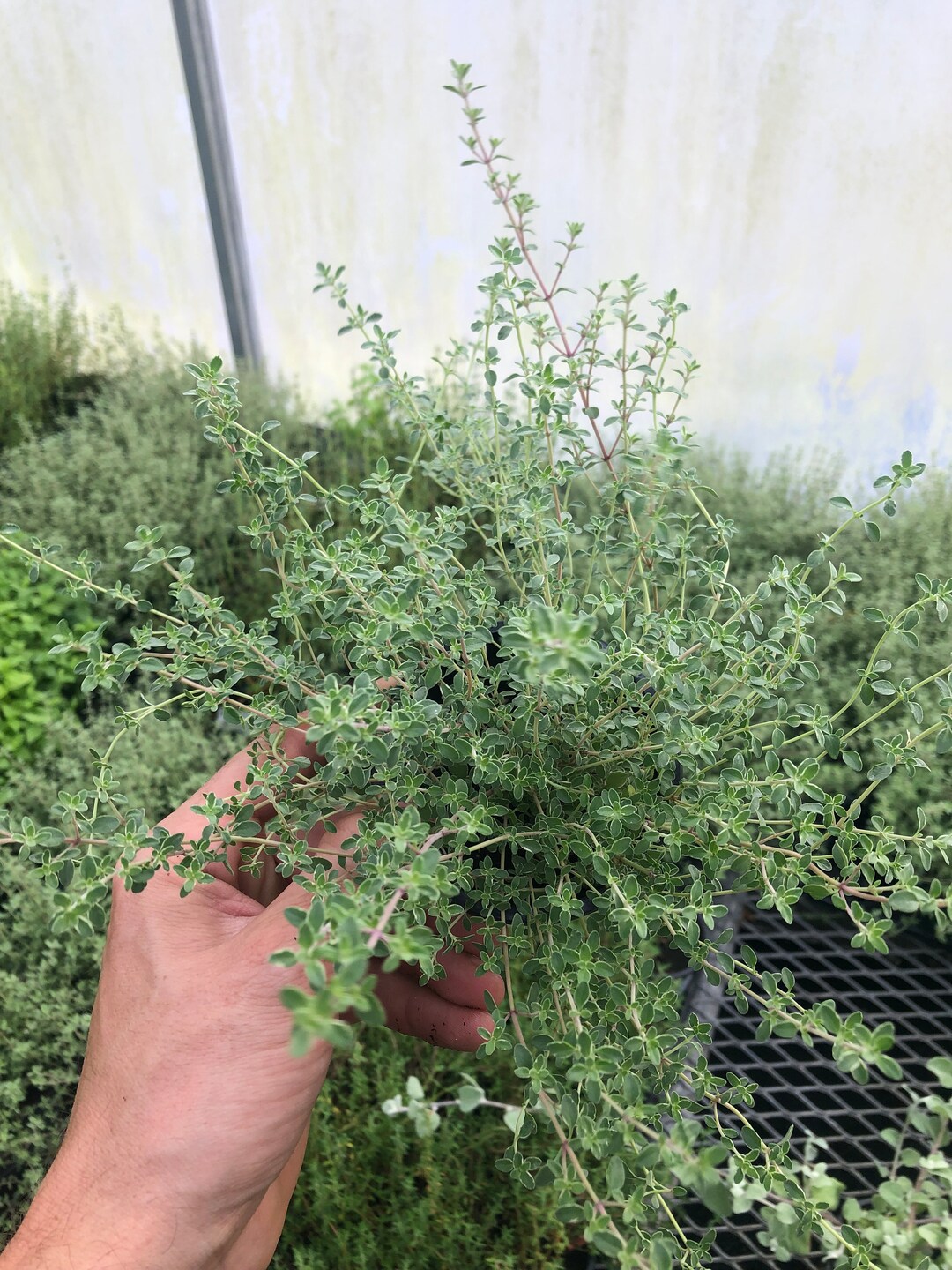 Silver Edge Thyme ~ Live Plant 4” Pot ~ Herb for Cooking - Etsy